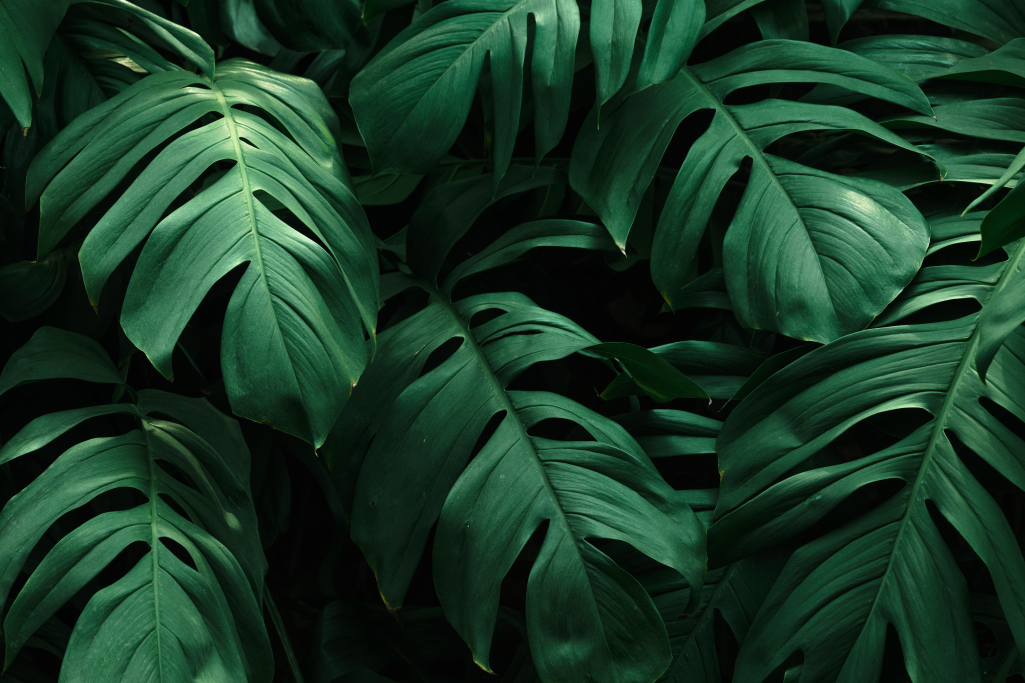 Rohelust vähese valgusega ruumi – meeldiv monstera - Aedik