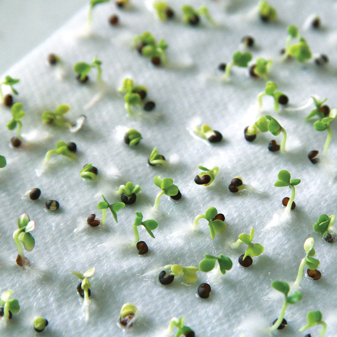 Kuidas kontrollida seemnete idanevust? - Aedik